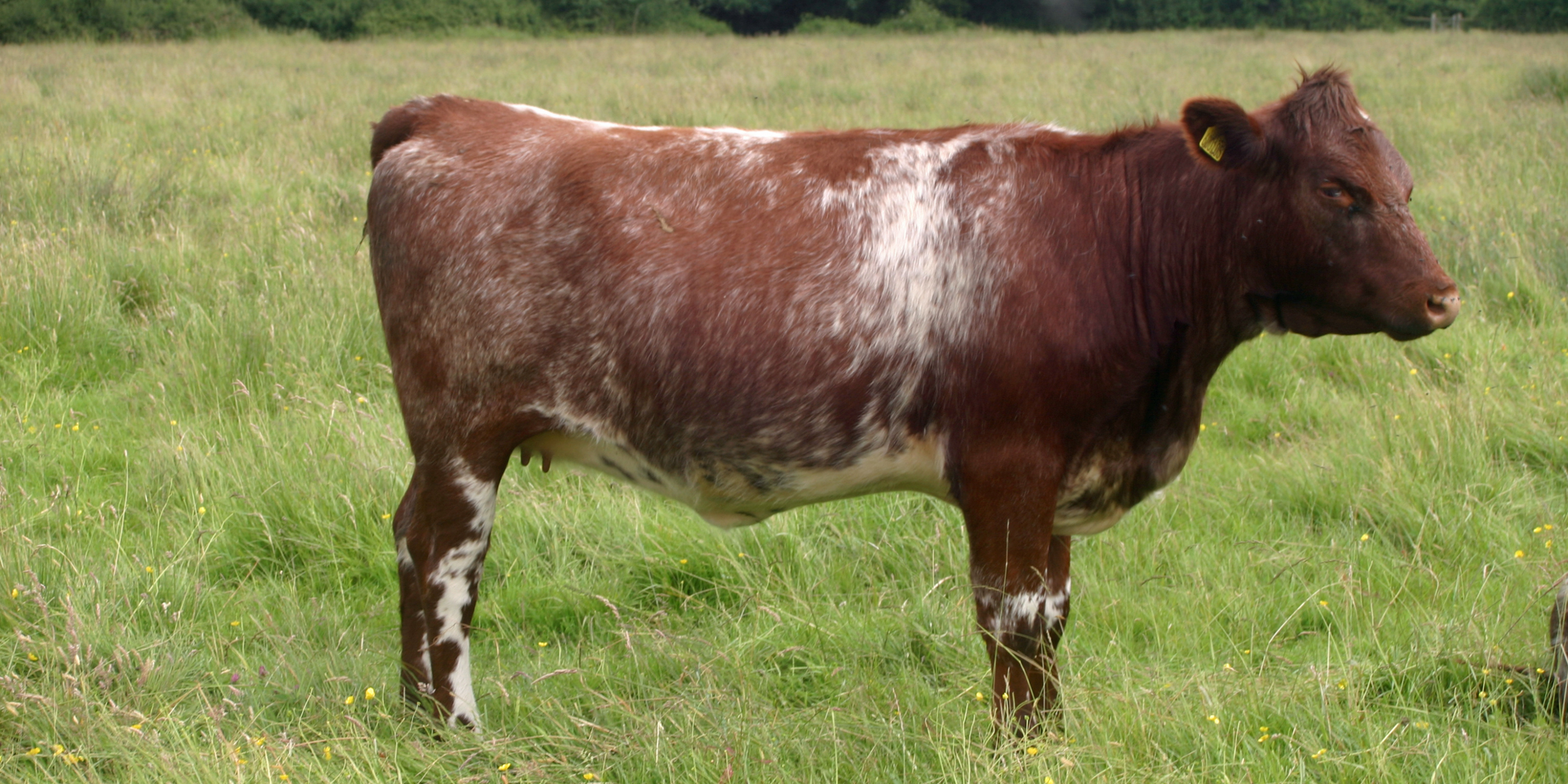 Dual-Purpose Dynamo: A Spotlight on the American Milking Shorthorn ...
