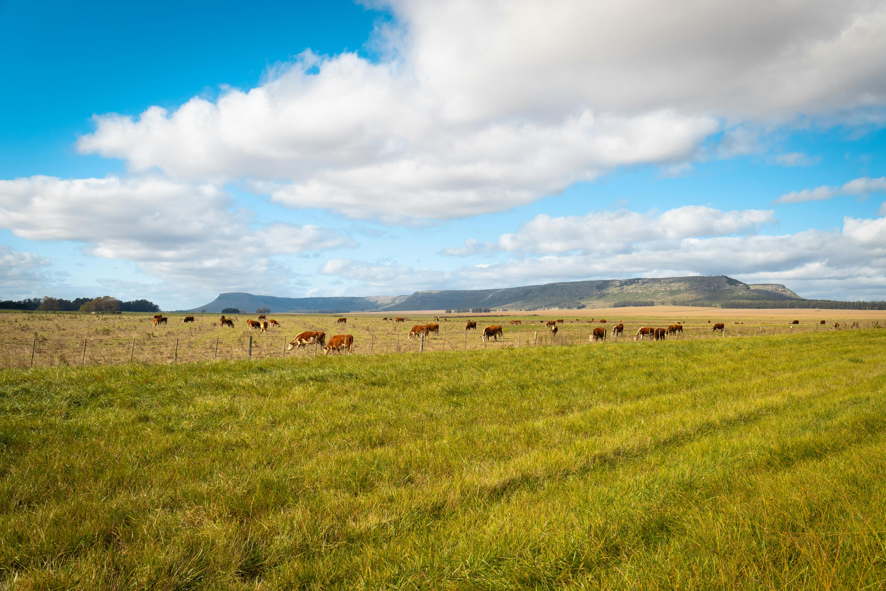 Continuous Grazing: A Traditional Livestock Management Practice – Barn ...