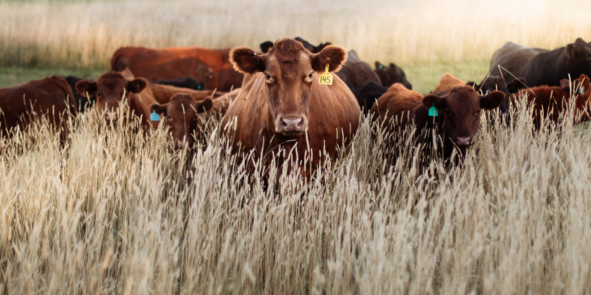 Balanced Beef: A Spotlight on Beefmaster Cattle – Barn Owl Tech