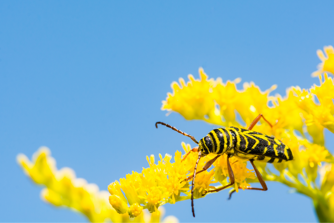 The Original Pollinators: How Beetles Help Keep Crops and Ecosystems T ...