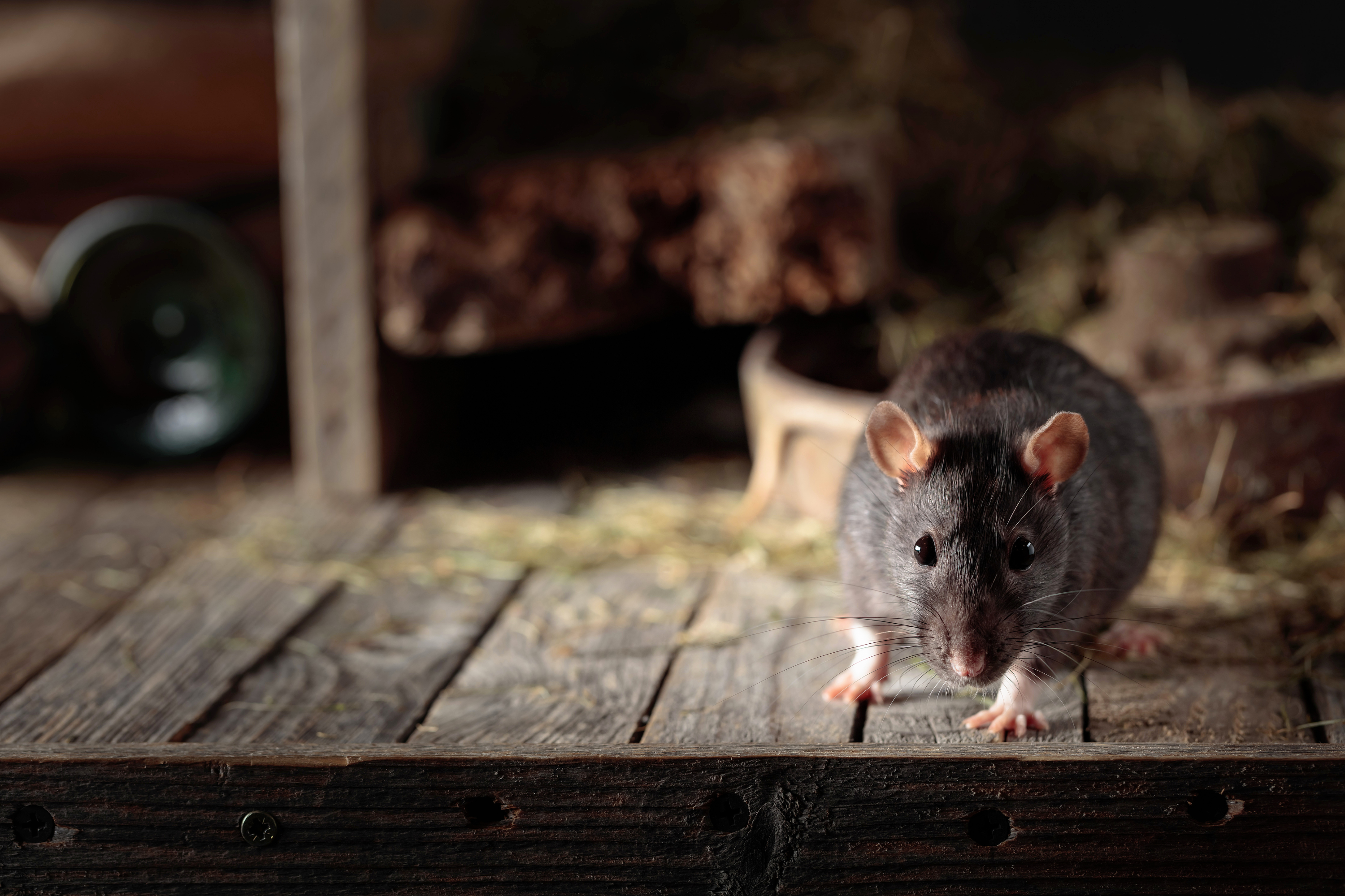 Wildlife-Friendly Rodent Control: Protecting Your Farm Without Poisons ...