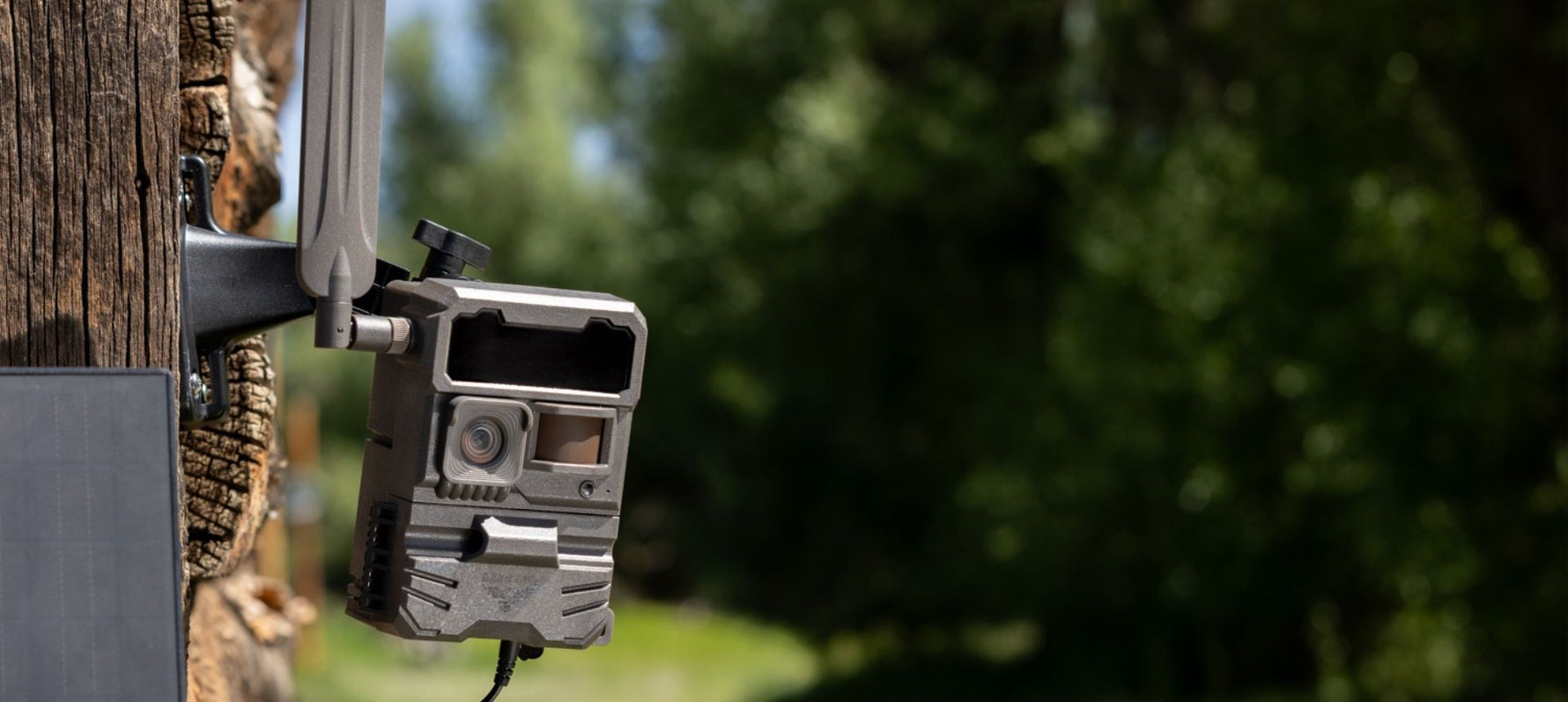 Barn Owl Cellular Cameras – Barn Owl Tech