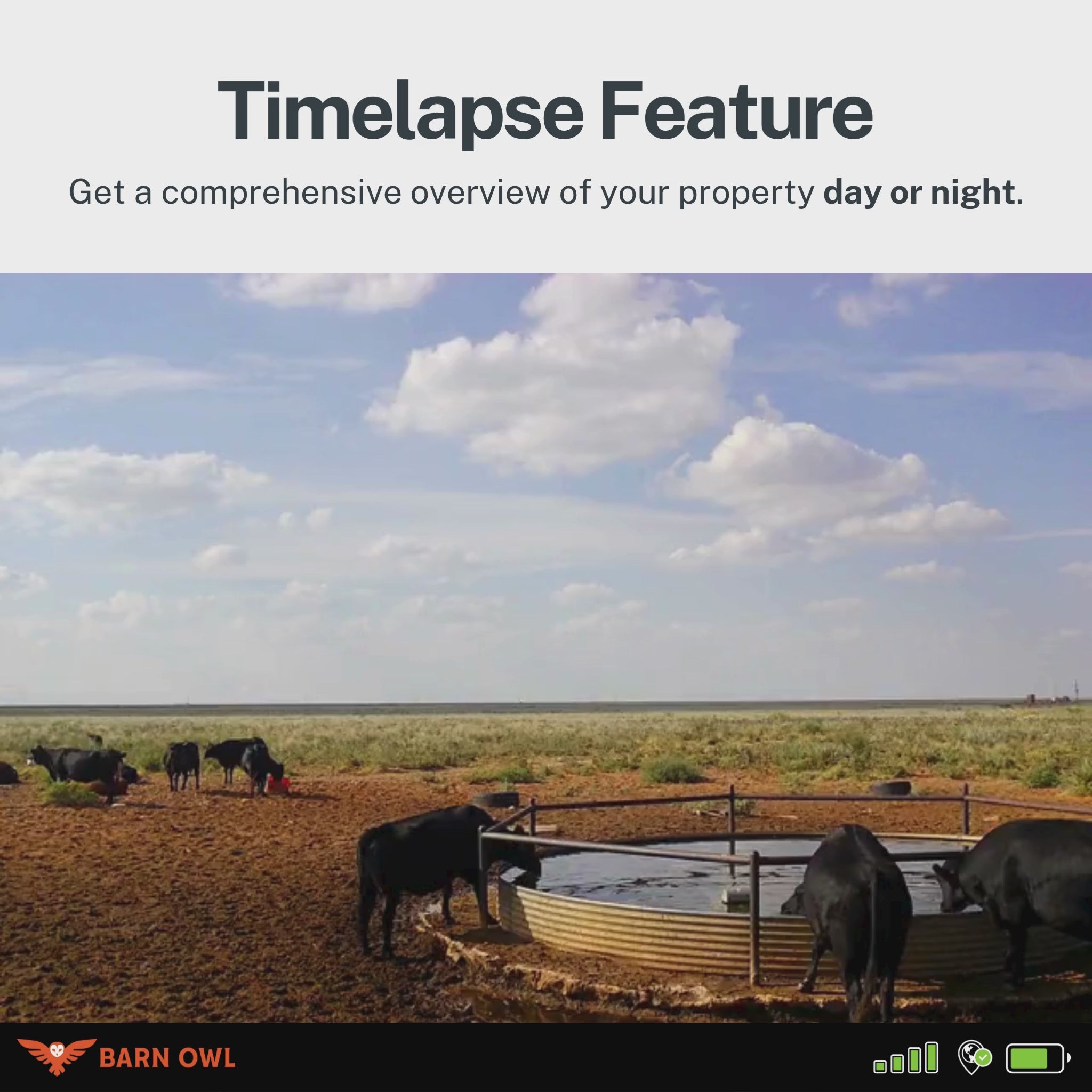 Barn Owl for Surveillance – Barn Owl Tech